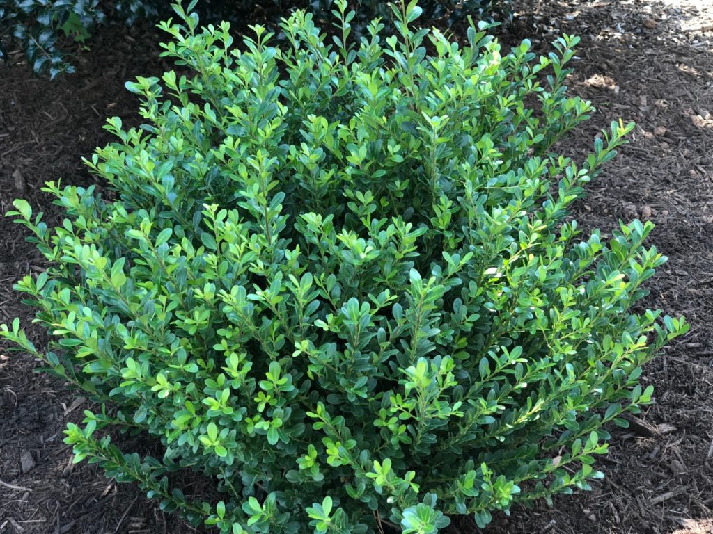 Buy Japanese Compacta Holly Shrubs Online | Shop Plantjoy Buy Japanese Compacta Holly Shrubs Online | Shop Plantjoy